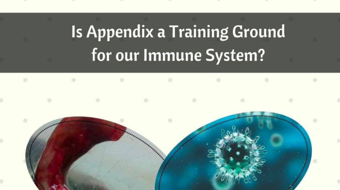 Appendix and Immunity