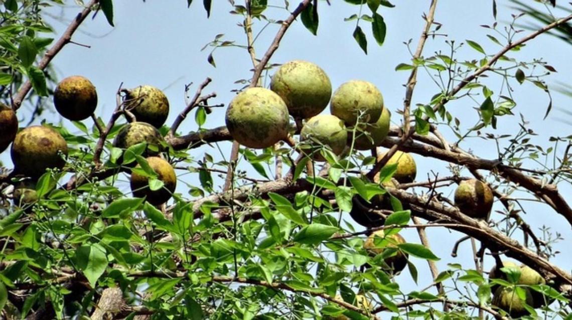 Wonder Fruit: Wood Apple