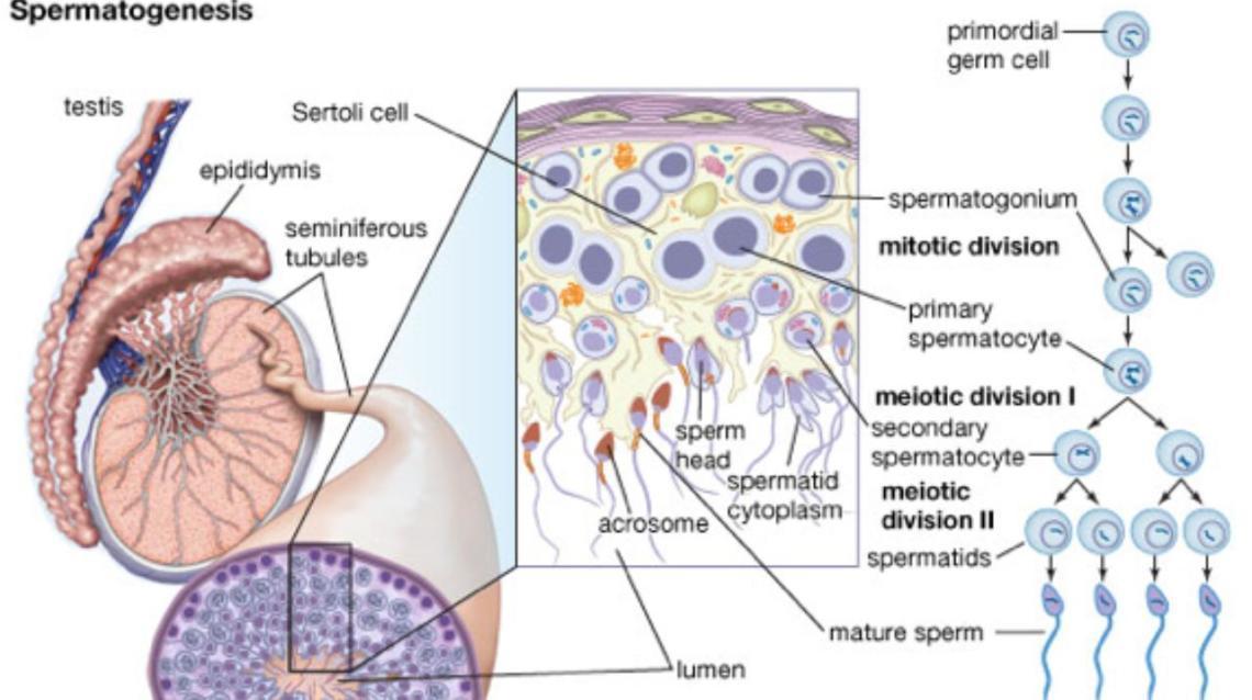 Male Infertility: A New Ray of Hope for Azoospermia With Stem Cell Therapy