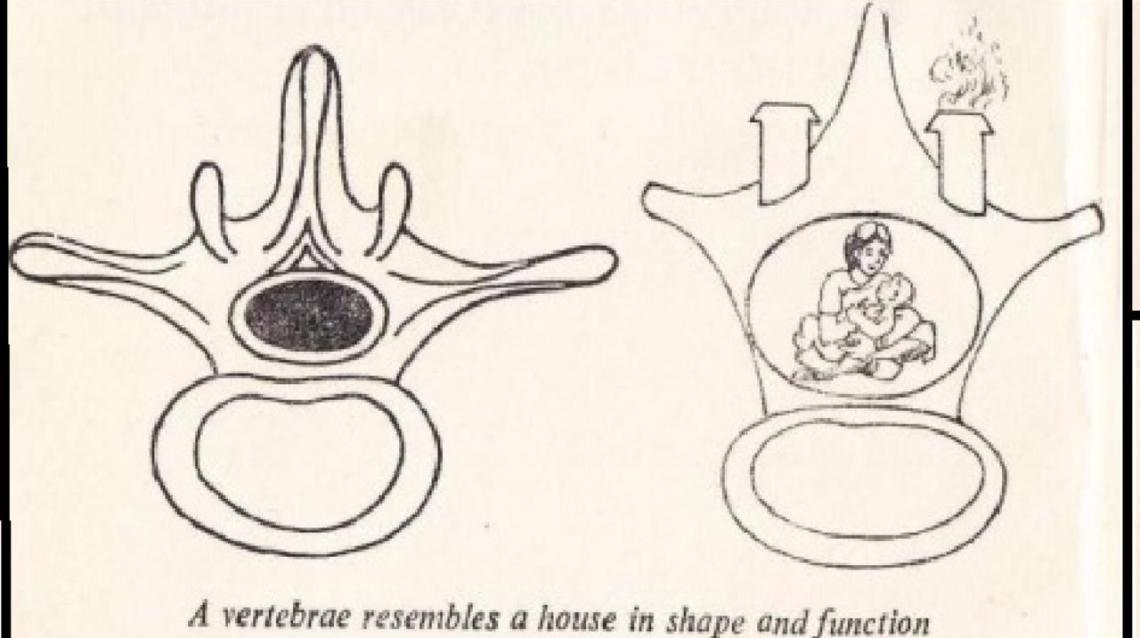 Know Your Back: It’s Structure & Functions