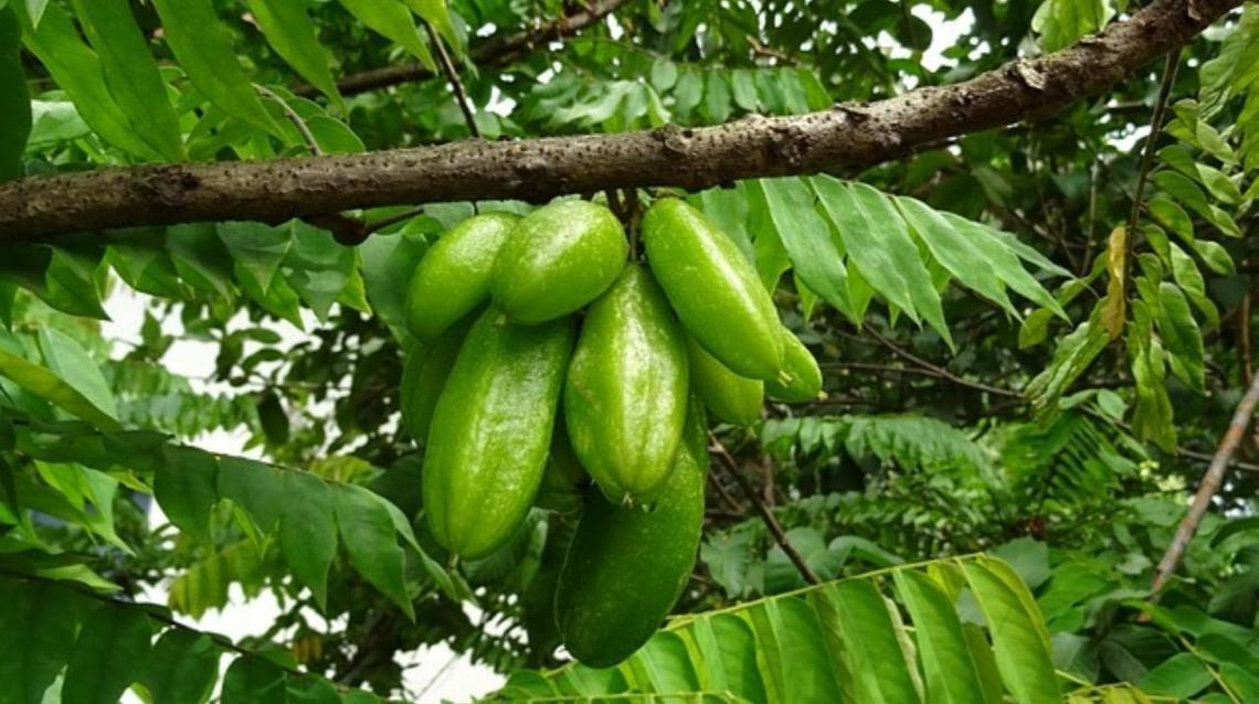 Wonders of Bilimbi Fruit