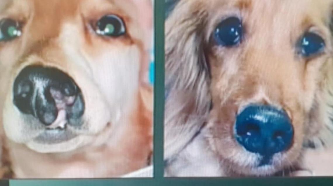 Where Even a Dog Gets Cosmetic Surgery for Cleft Lip!